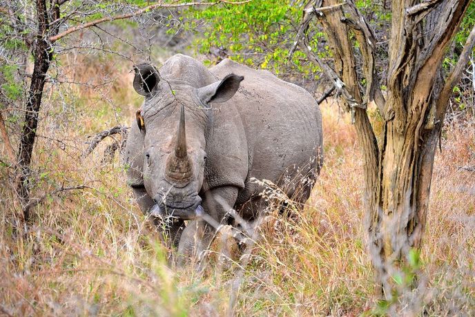 Professor Adam Hart asks what the future holds for rhinos | Save The Rhino