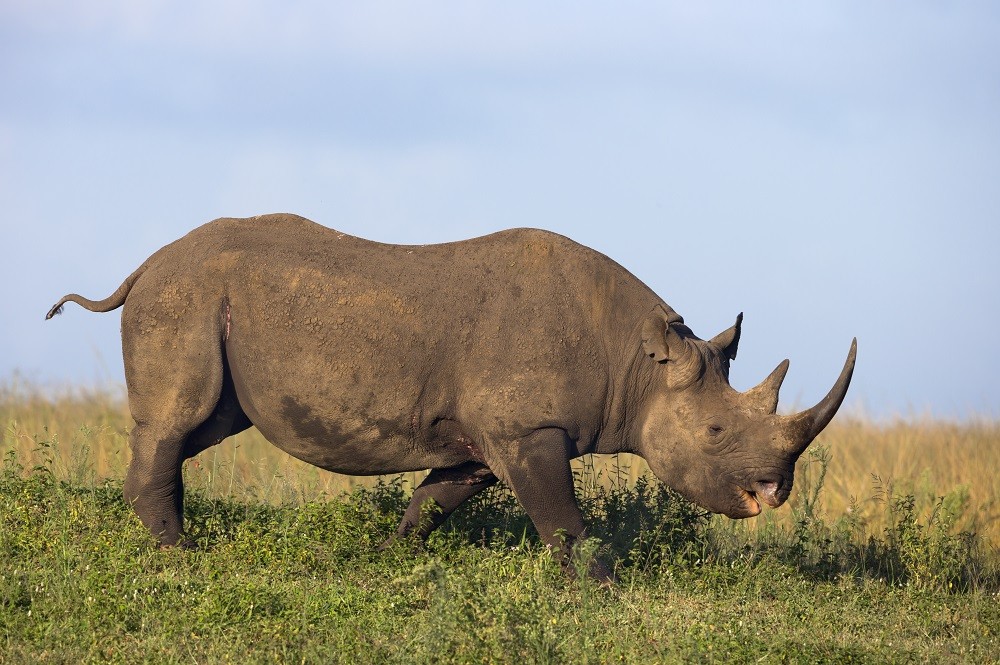 Rhino populations | Rhino Facts | Save the Rhino International