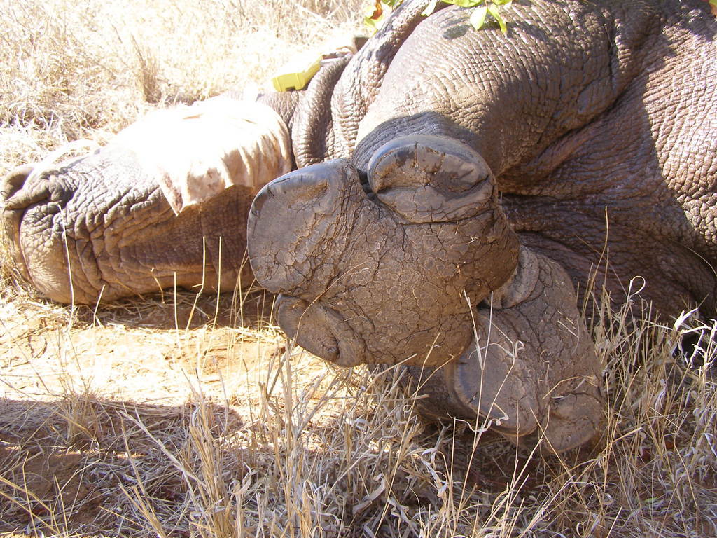 What is the difference between black and white rhino footprints? | Save ...