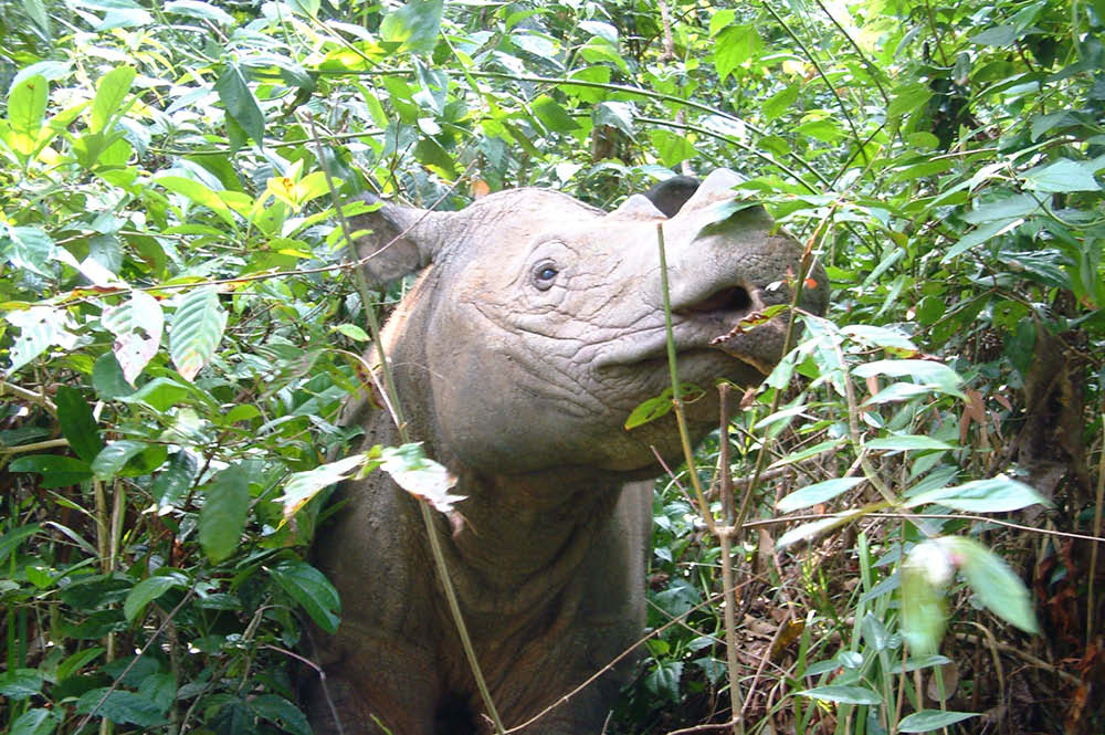 Last Sumatran Rhino in Malaysia dies | News | Save the Rhino